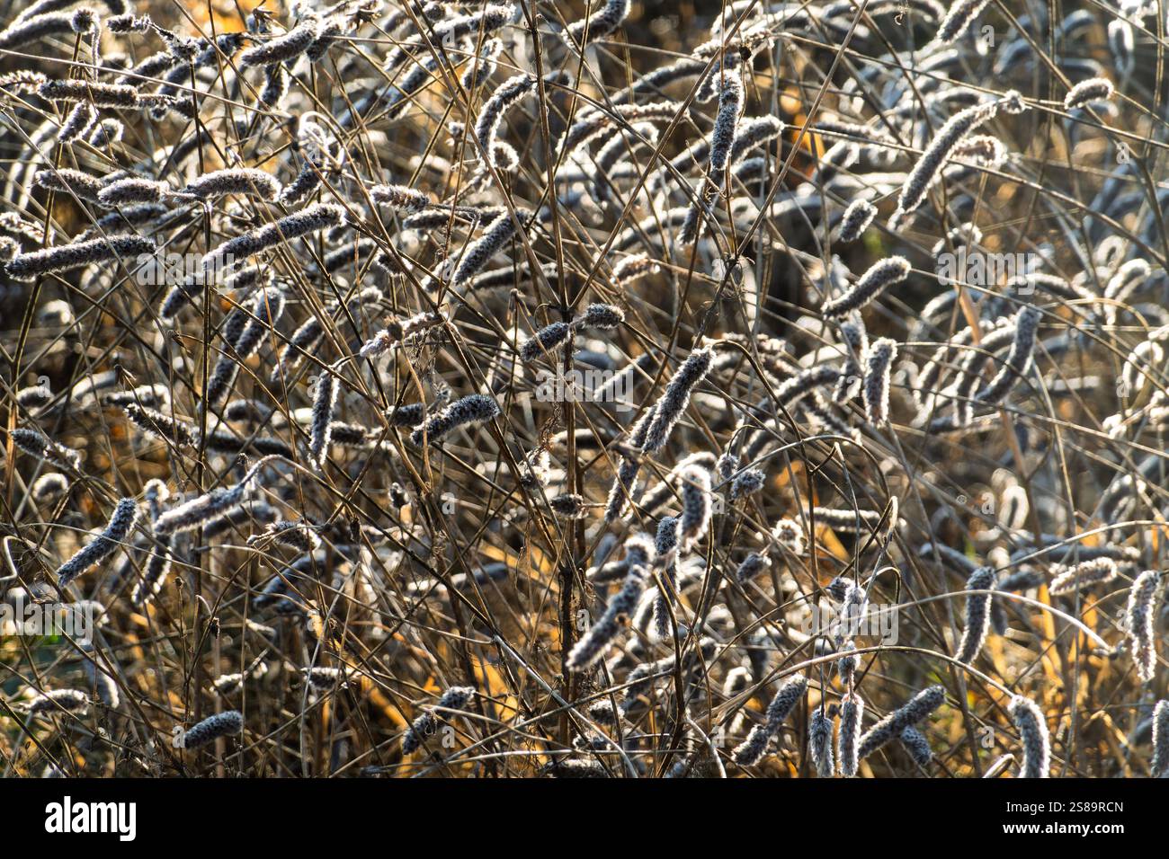Delicate frost coats the slender strands of wild grasses, creating a ...