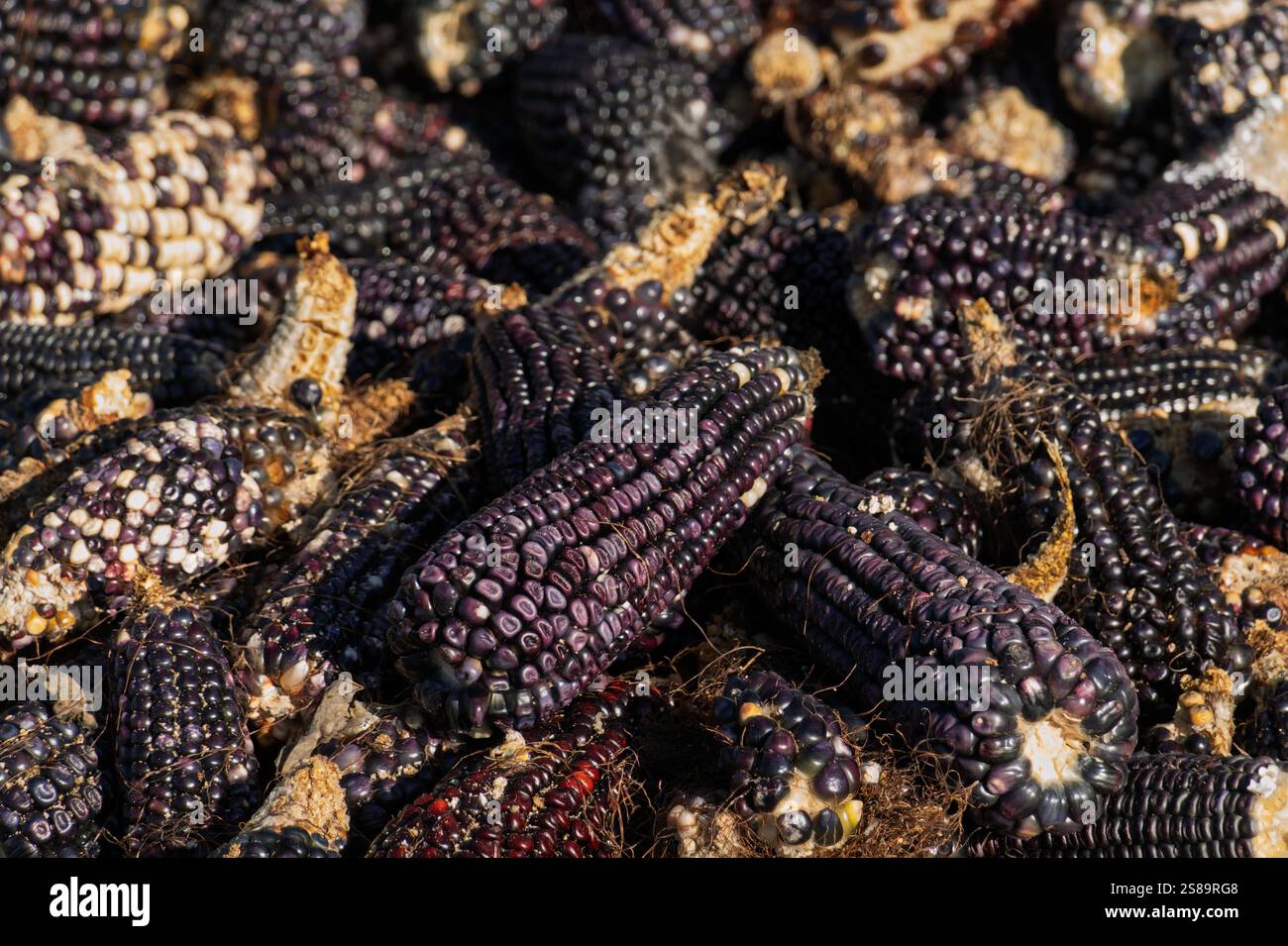 Vibrant blue corn is prominently featured, a staple of Mexican ...