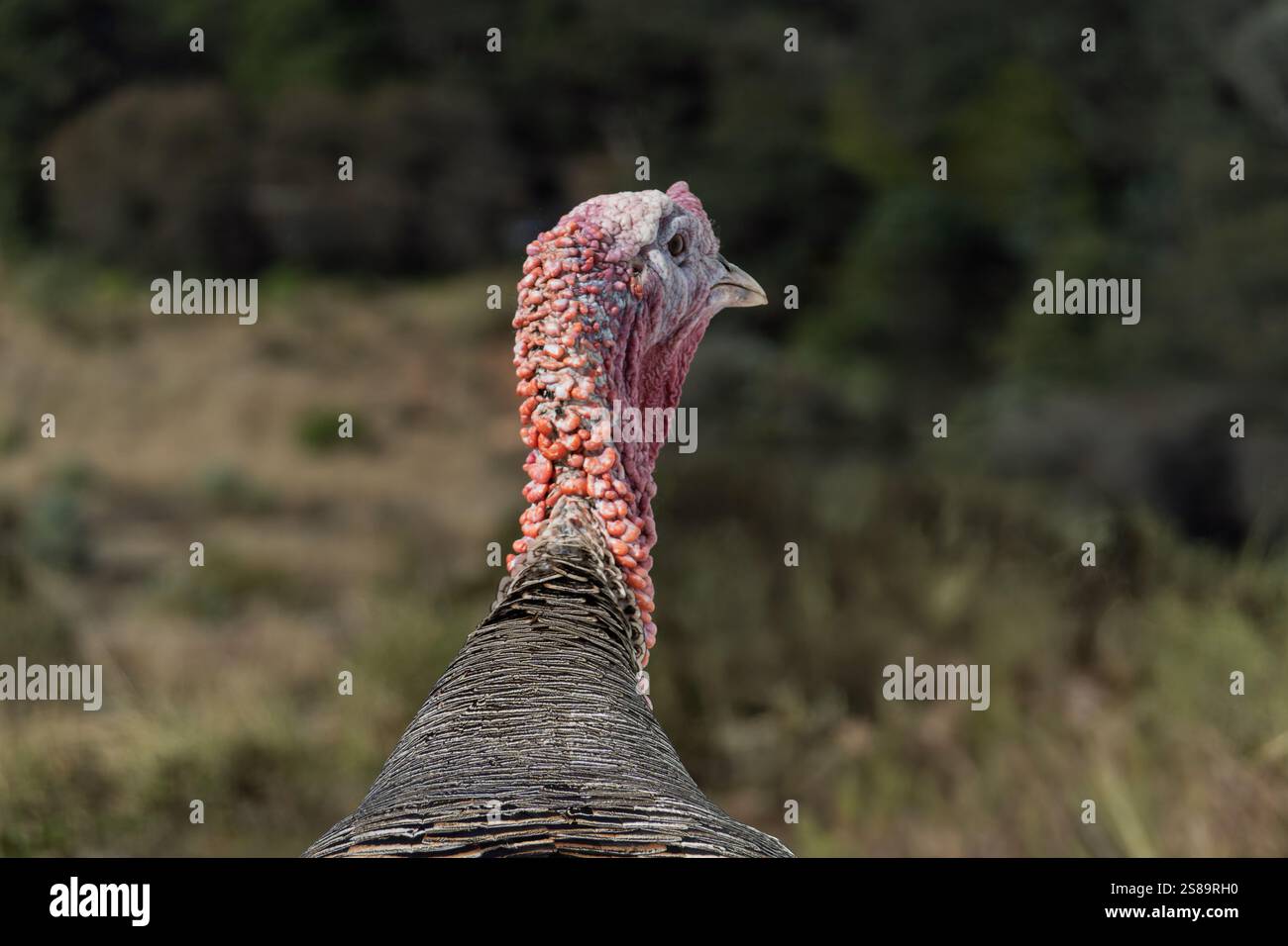 A wild turkey stands prominently in its natural environment, showcasing ...