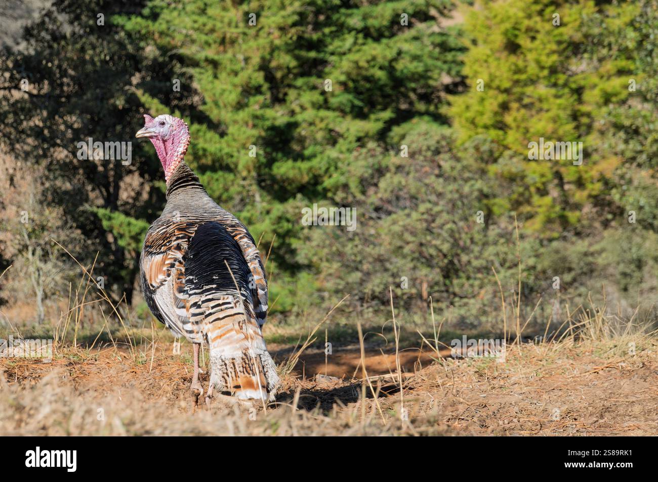 A wild turkey, scientifically known as Meleagris gallopavo, is observed ...