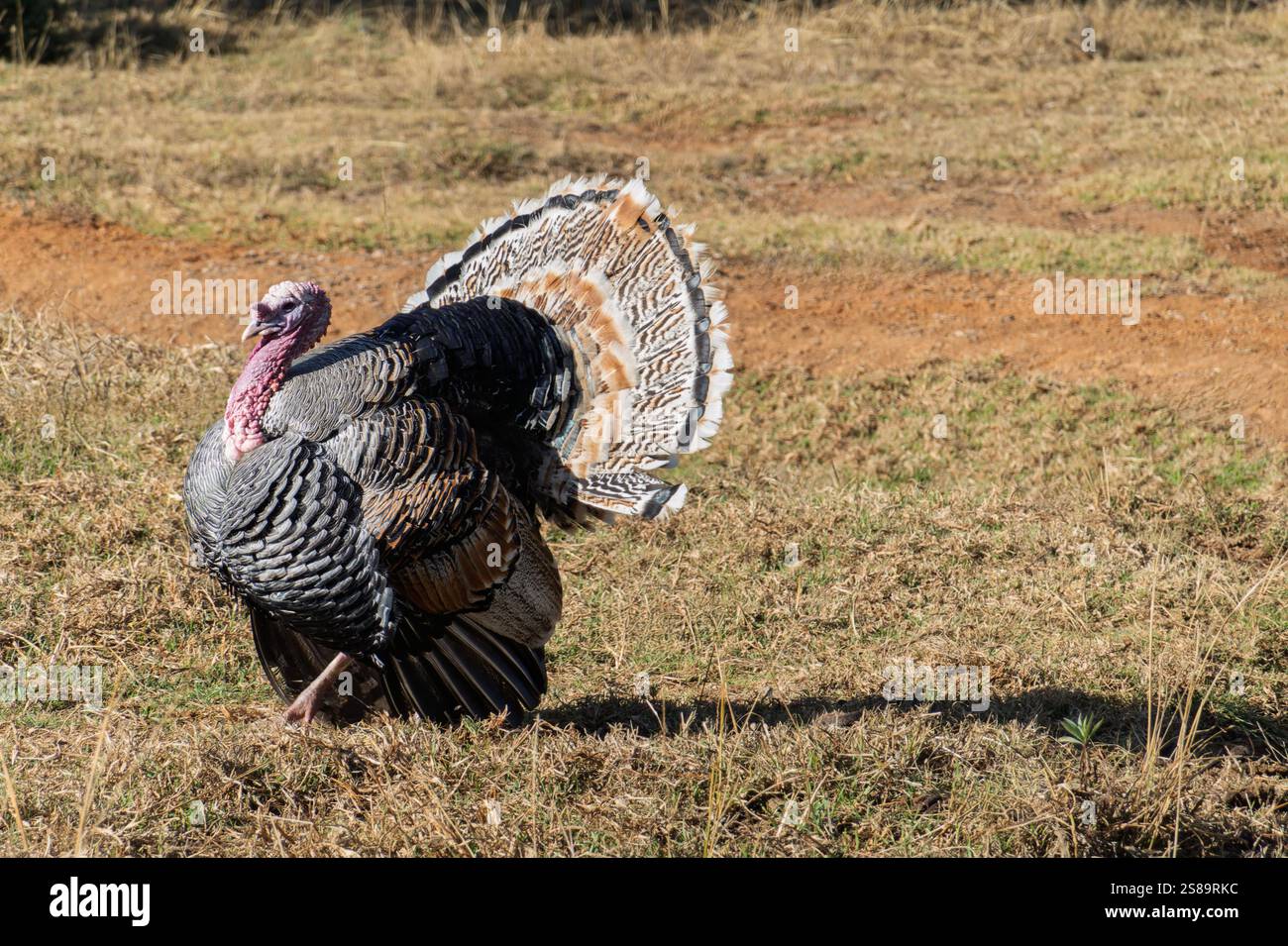 A wild turkey, scientifically known as Meleagris gallopavo, showcases ...