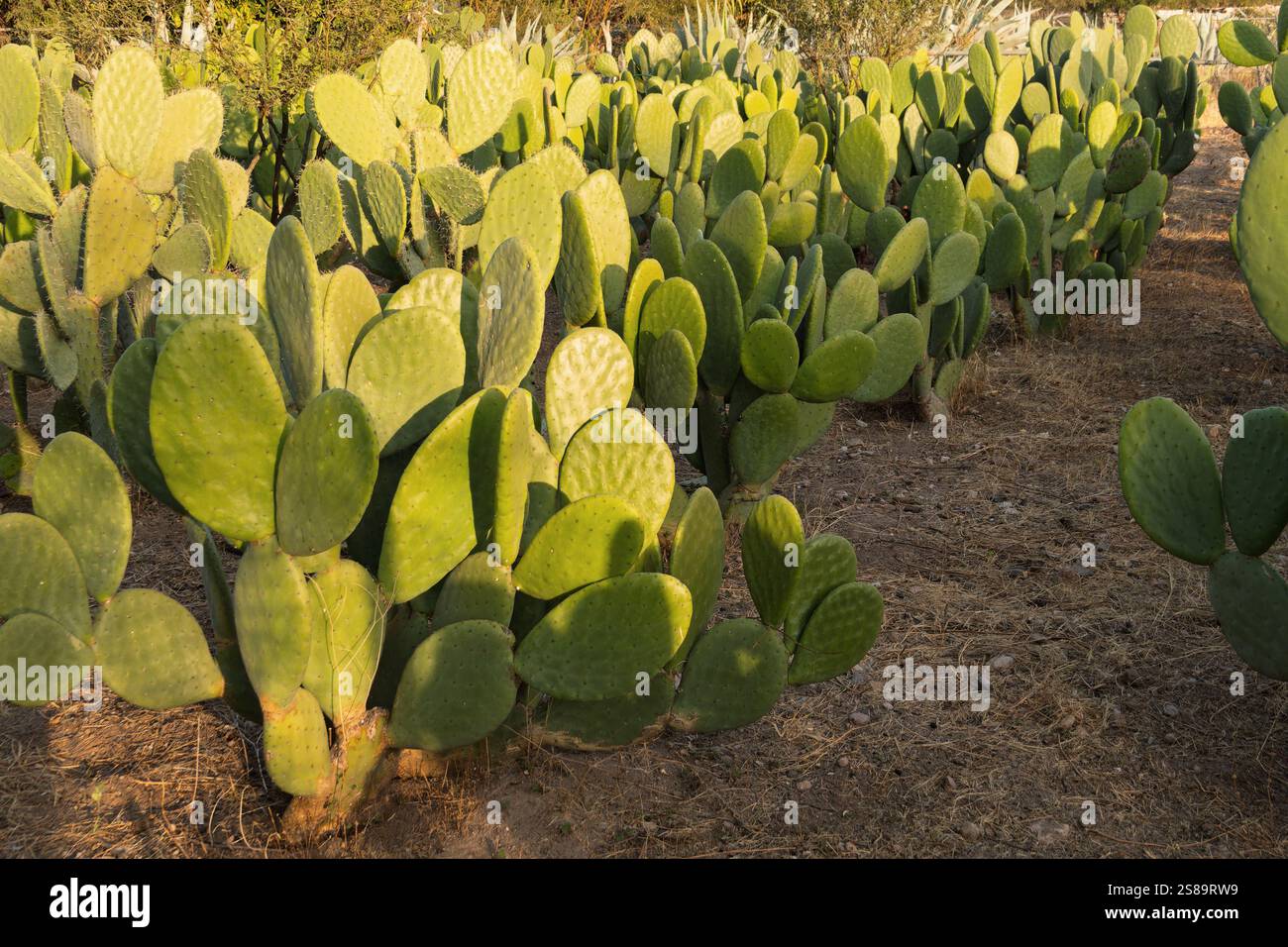 In a sun-drenched desert setting, a dense group of Opuntia ficus indica ...