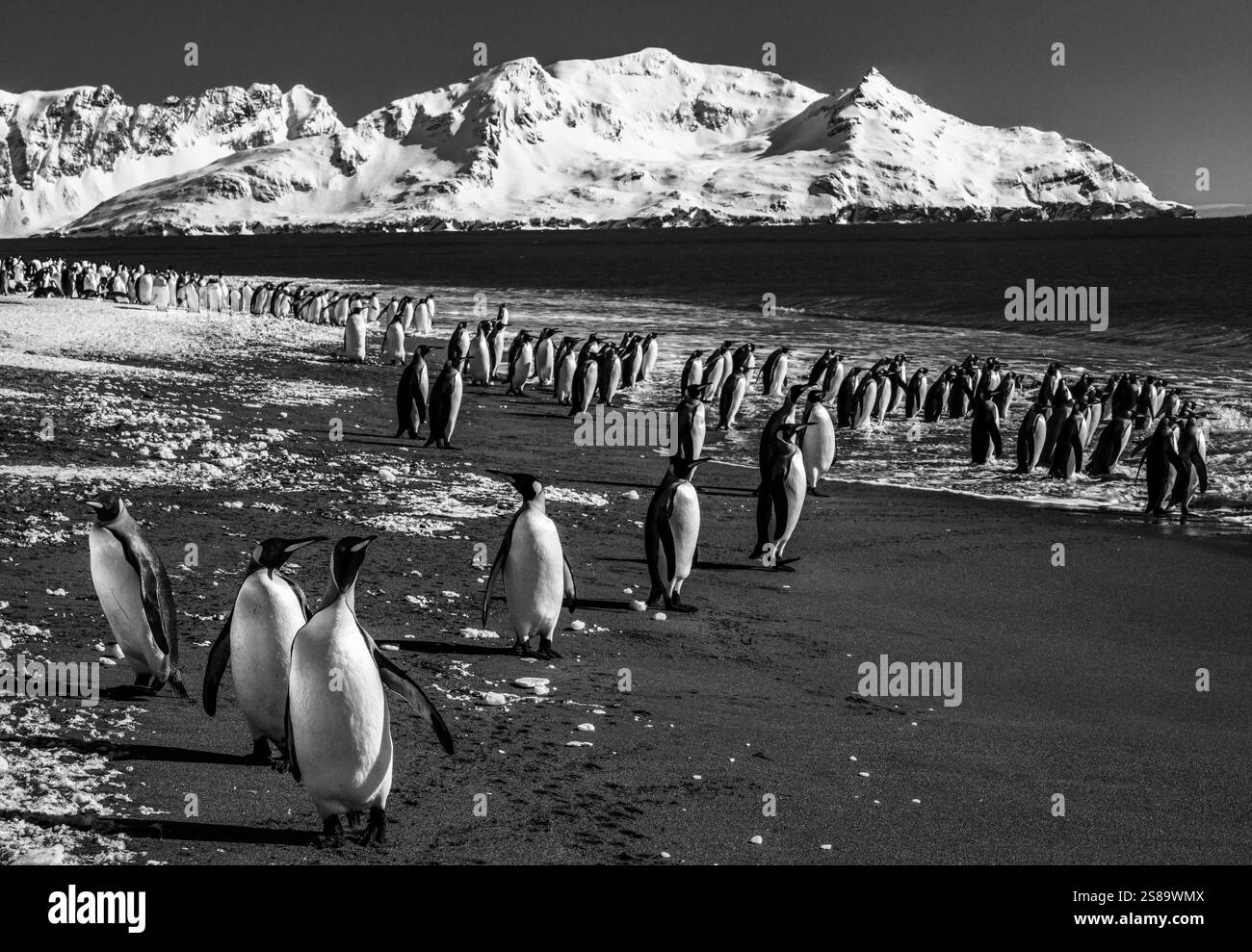 South georgia island mountains Black and White Stock Photos & Images ...