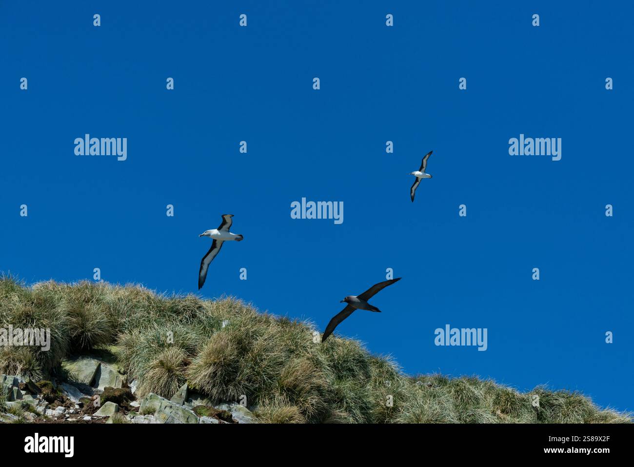 South Georgia Island. Gray-headed and light-mantled albatross fly over ...