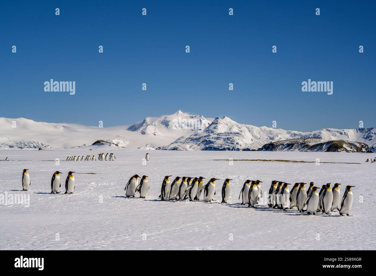 South Georgia Island. Line of king penguins march across the snow Stock ...