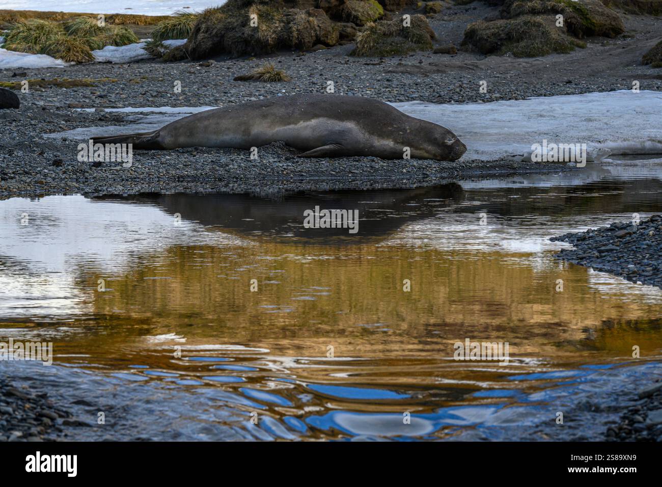 South Georgia Island. Elephant seal, reflection and golden light Stock ...
