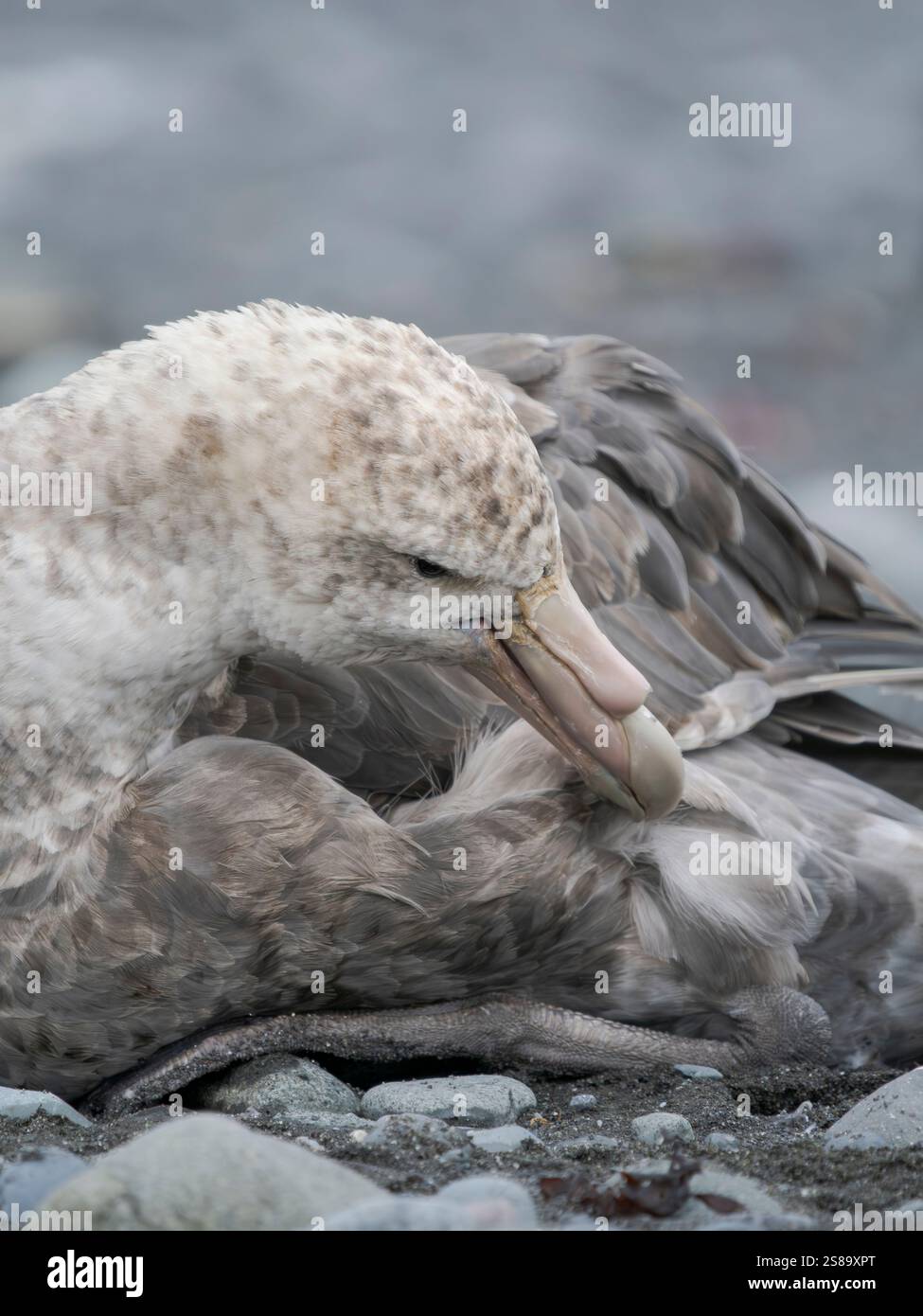Southern giant petrel on Barrientos Island, part of South Shetland ...
