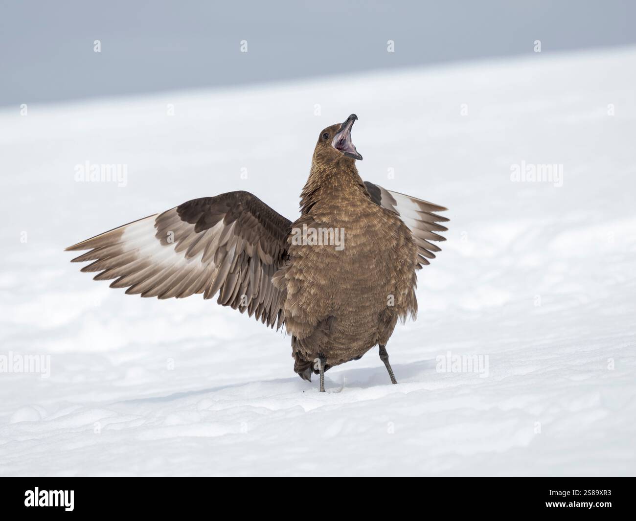 Territorial display. South Polar skua or MacCormick's skua pale morph ...