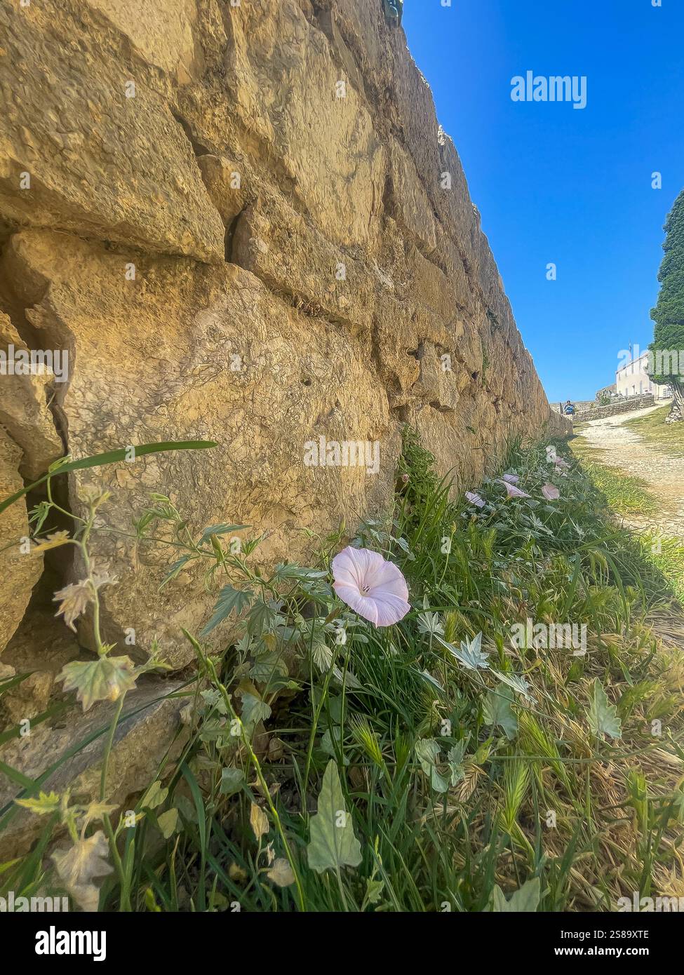 Split, Croatia - July 1, 2024: Klis Fortress. Purple flowers along ...