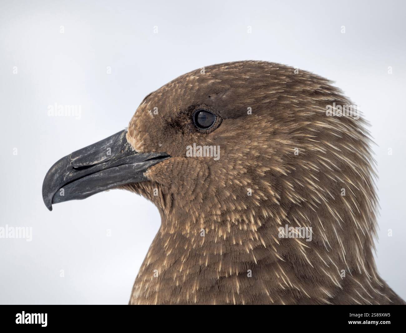South Polar skua or MacCormick's skua pale morph, the great skua of ...
