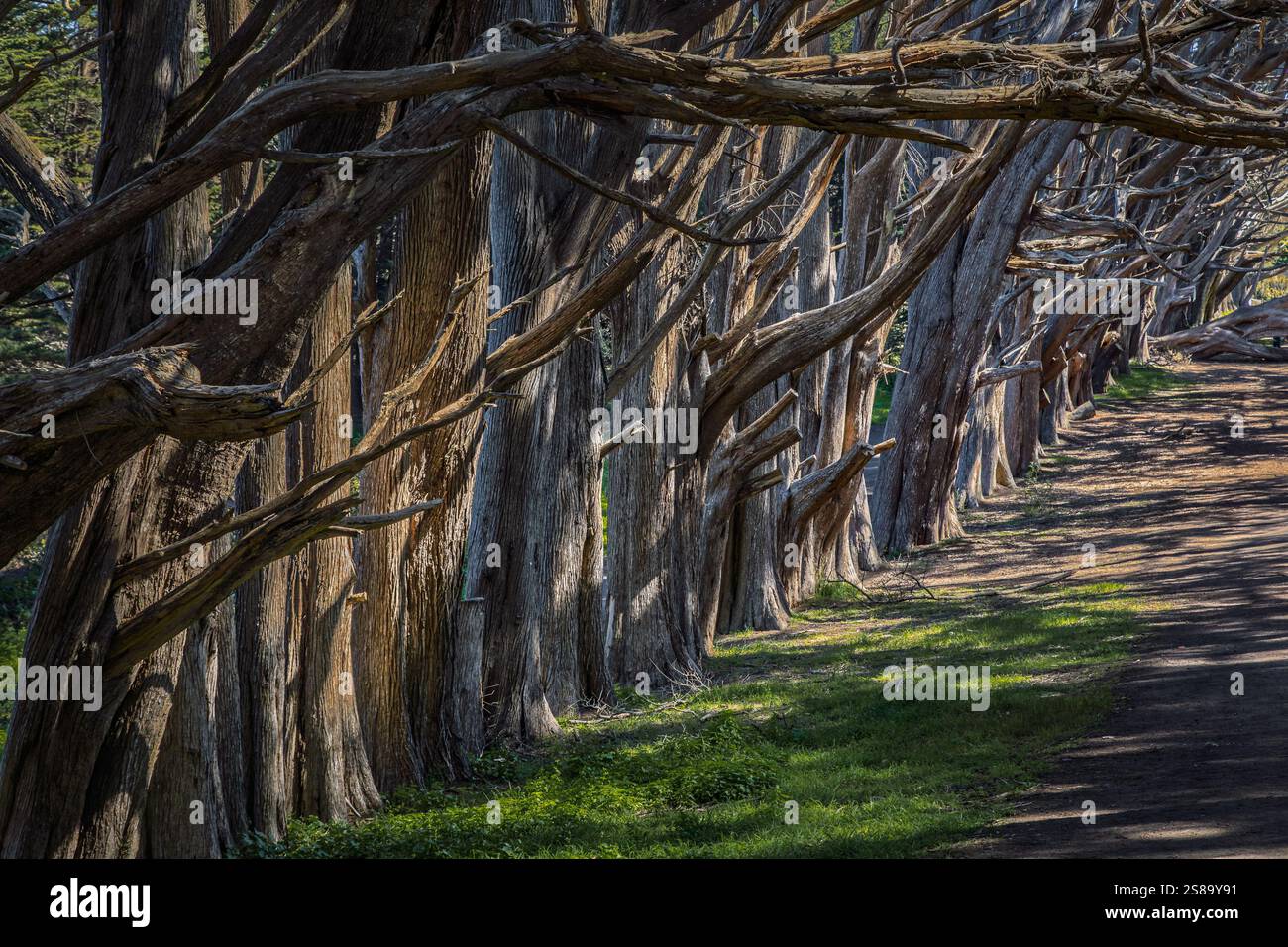 A path runs through the Seal Cove Cypress Tree Tunnel in Moss Beach ...