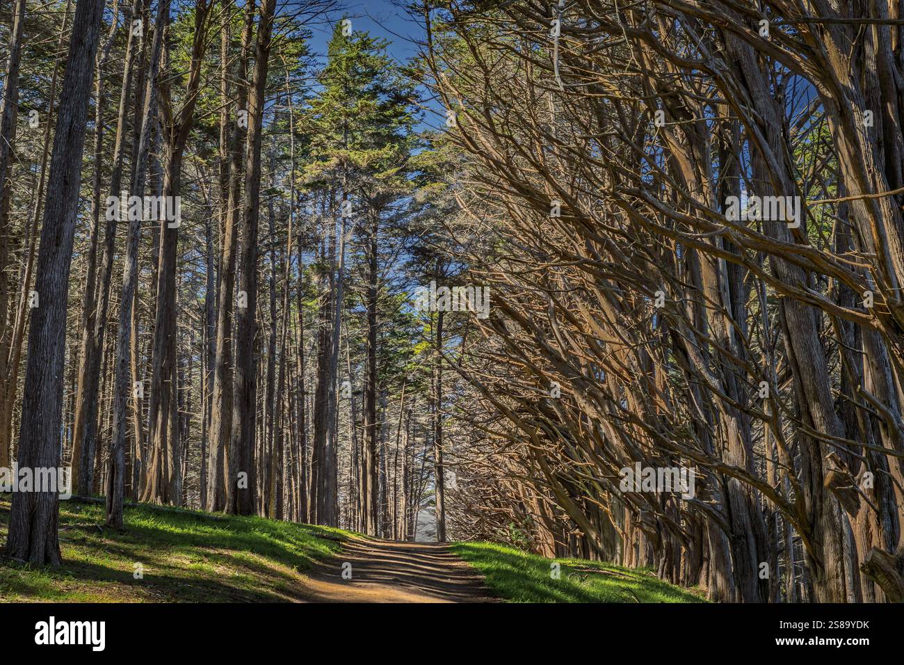 A path runs through the Seal Cove Cypress Tree Tunnel in Moss Beach ...