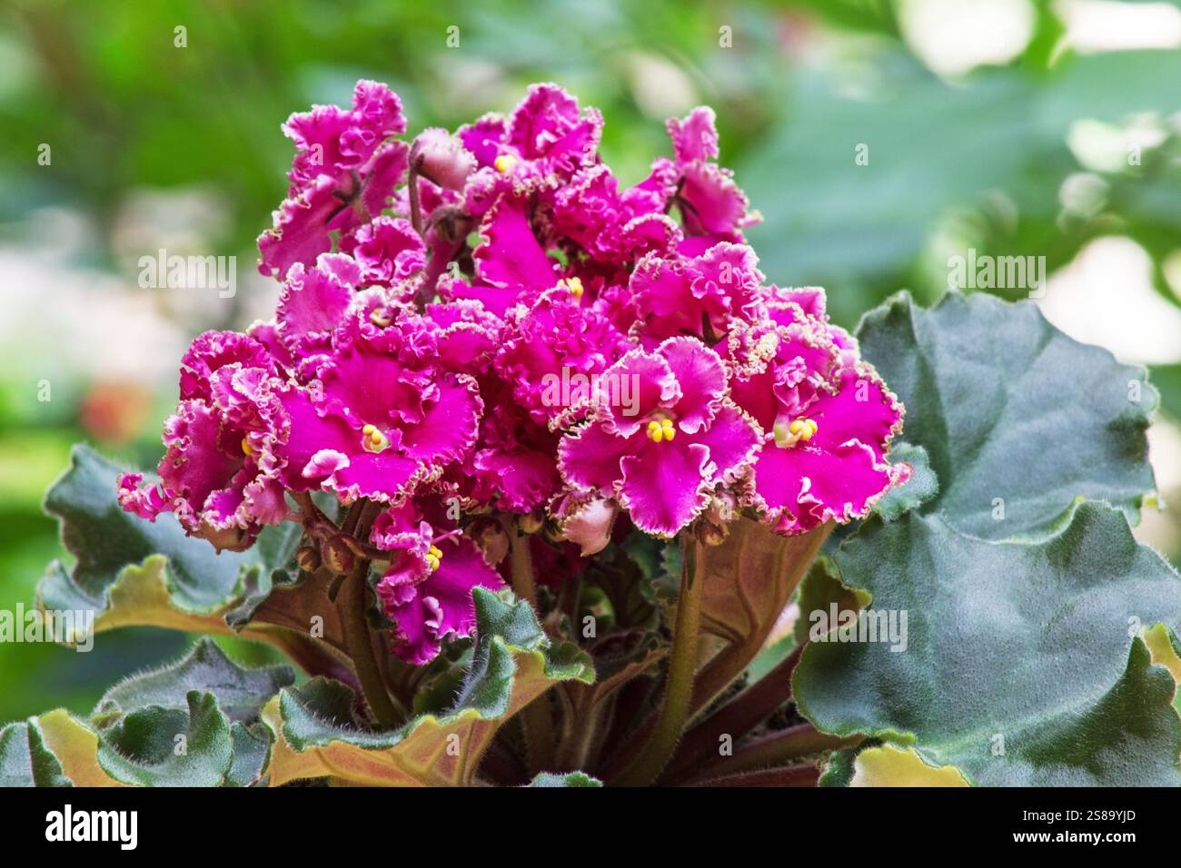 African violet plant in bloom on a natural background Stock Photo - Alamy