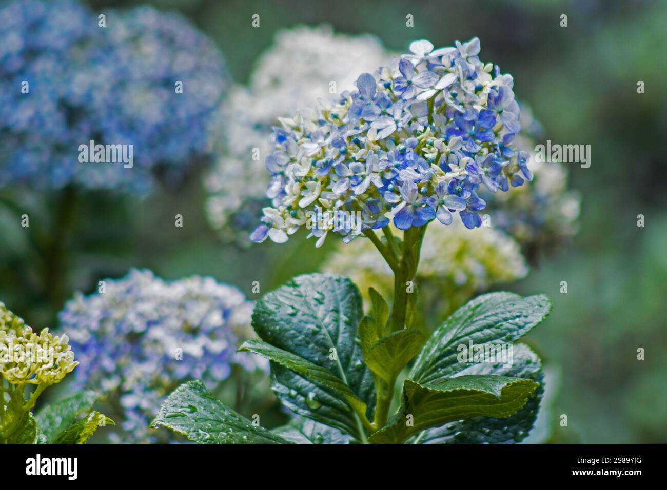 Hydrangea plant in bloom in a garden Stock Photo - Alamy