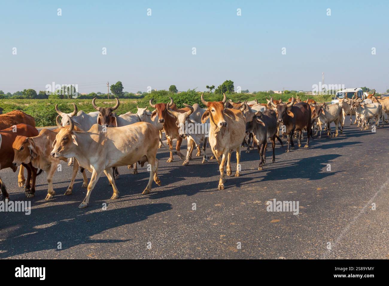 South India, Republic of India. State of Gujarat, Bhuj. herding animals ...