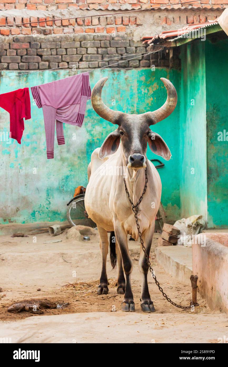 Kankrej hi-res stock photography and images - Alamy