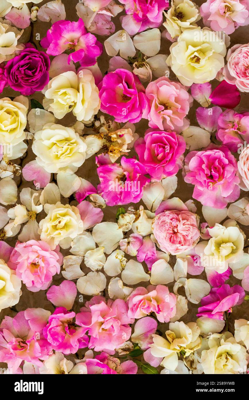 Bera flower hi-res stock photography and images - Alamy