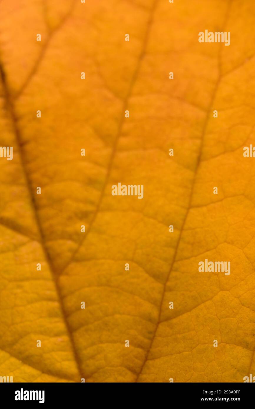 Yellow leaf blade with orange tones with detail of the veins in autumn ...