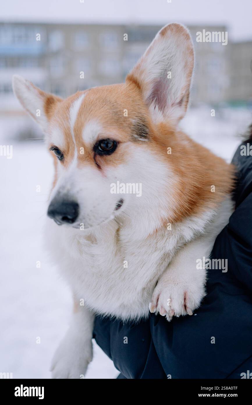 4k close up view breeding hi-res stock photography and images - Alamy