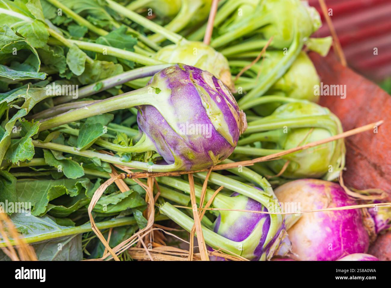 Nowhatta, Srinagar, Jammu and Kashmir, India. Purple turnip at a market ...