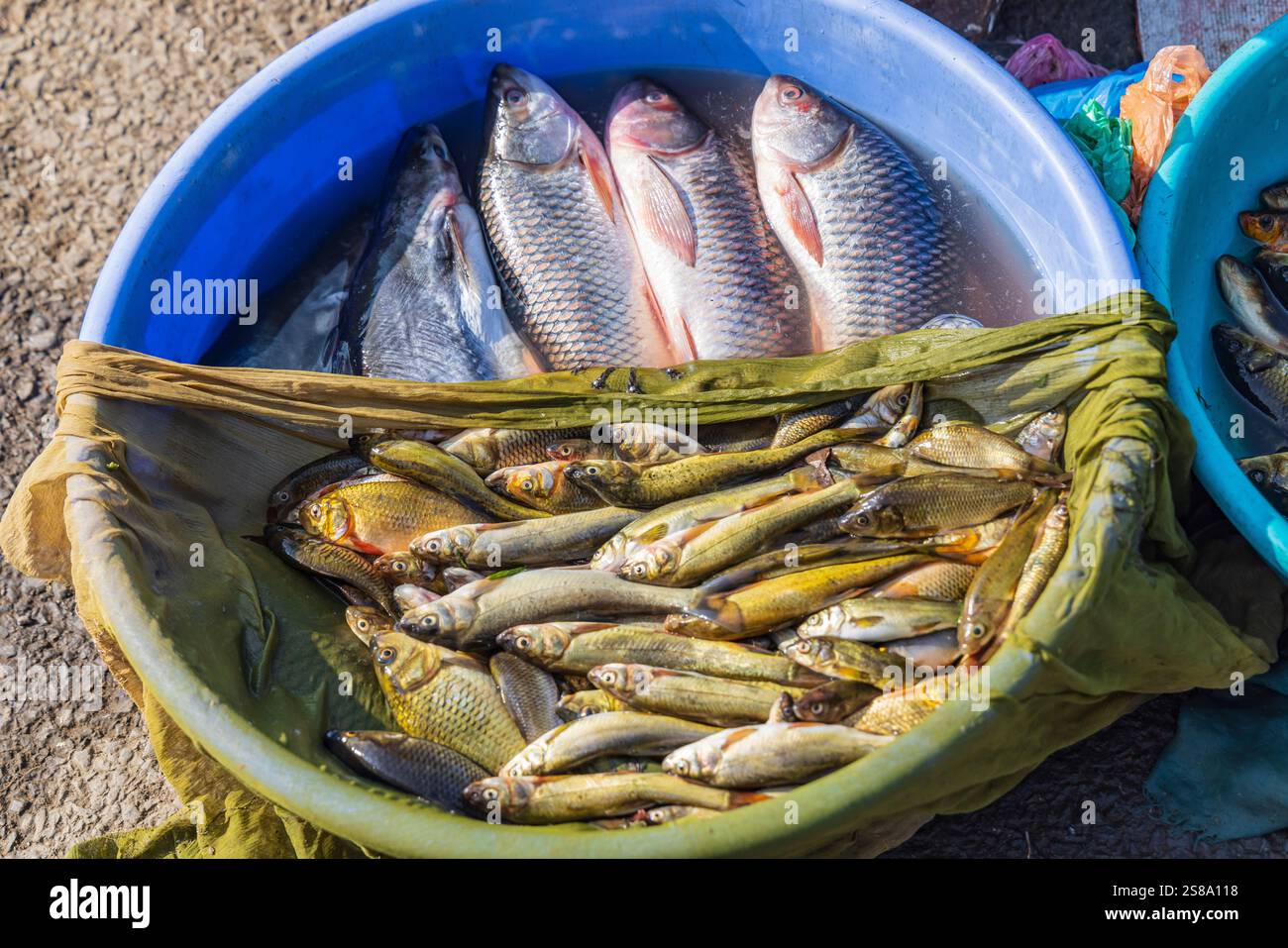 Berna Bugh, Kangan, India. Fresh fish for sale in a village of Jammu ...