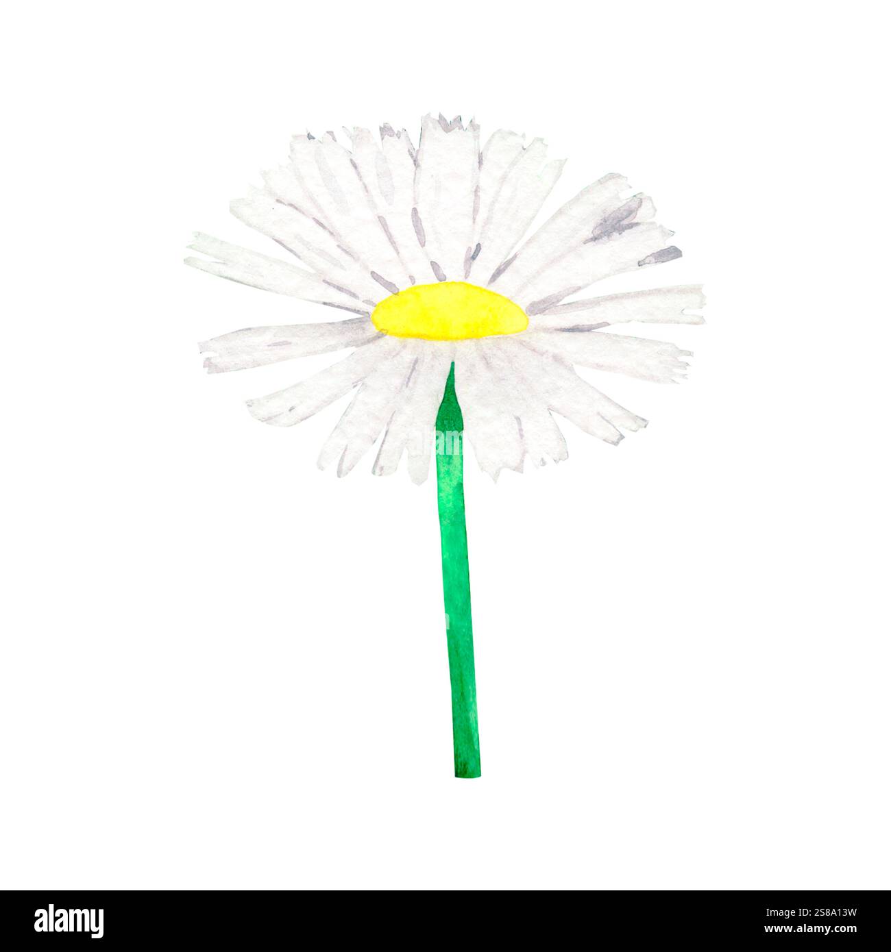 Watercolor wildflower chamomile. Botanical drawing of plant on isolated ...