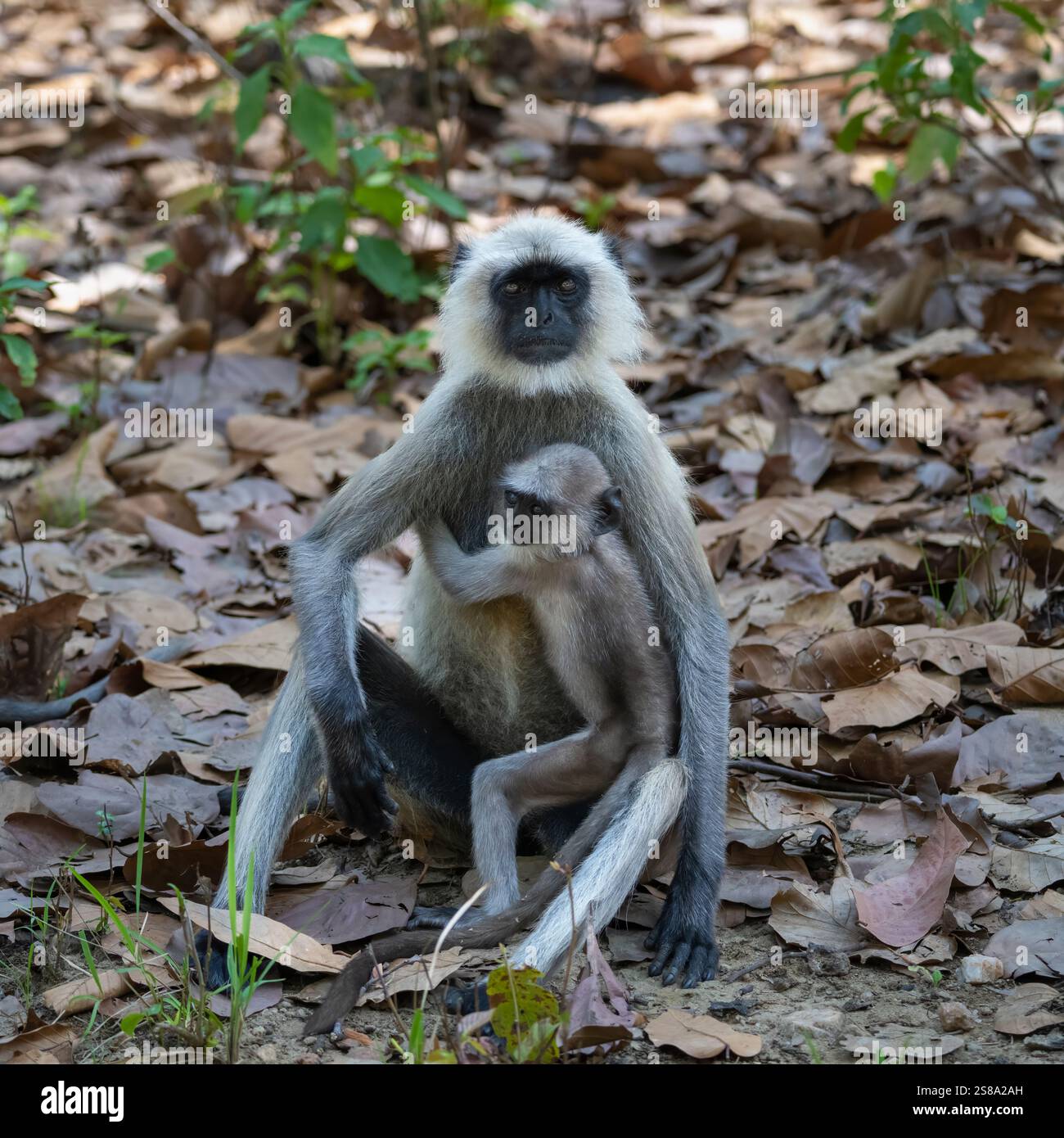 Female and her baby hugging her, sitting on the ground looking at ...