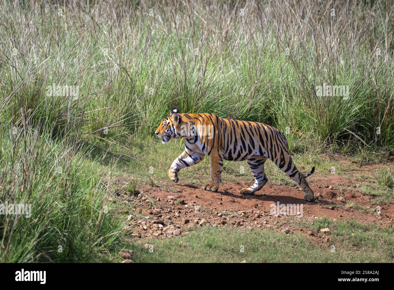 Large male Bengal Tiger walking towards the grass Stock Photo - Alamy