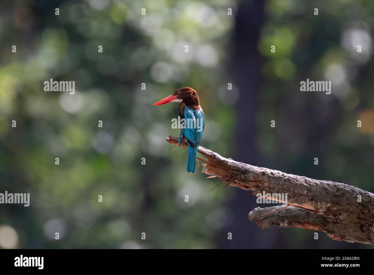 Stork-billed Kingfisher bird perches on a limb, with beautiful bokeh as ...