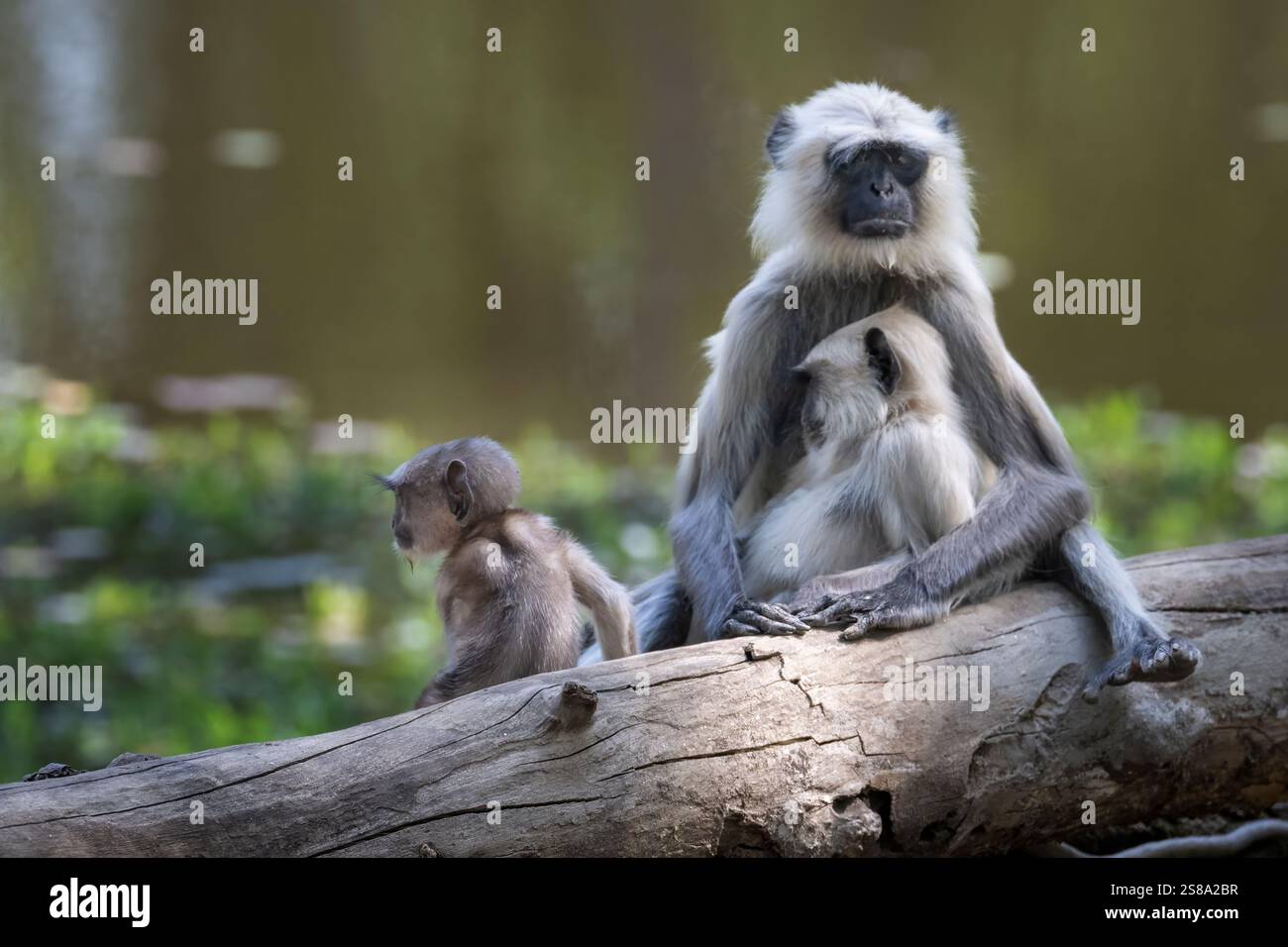 Female hanuman or gray langur monkey is sitting on a log with 2 of her ...