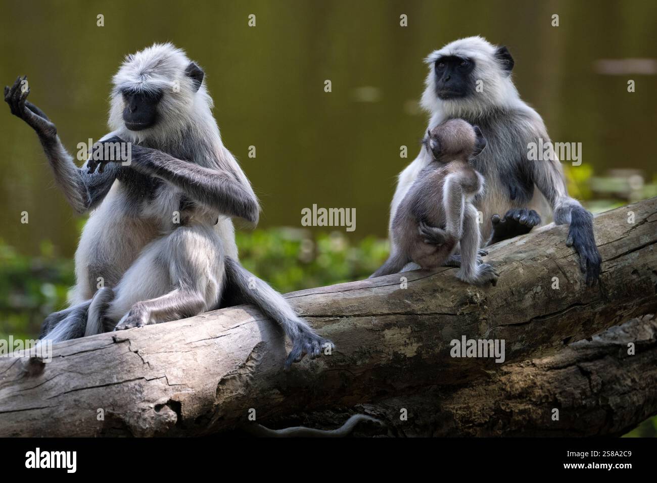 Female hanuman or gray langur monkeys are sitting on a log each with ...