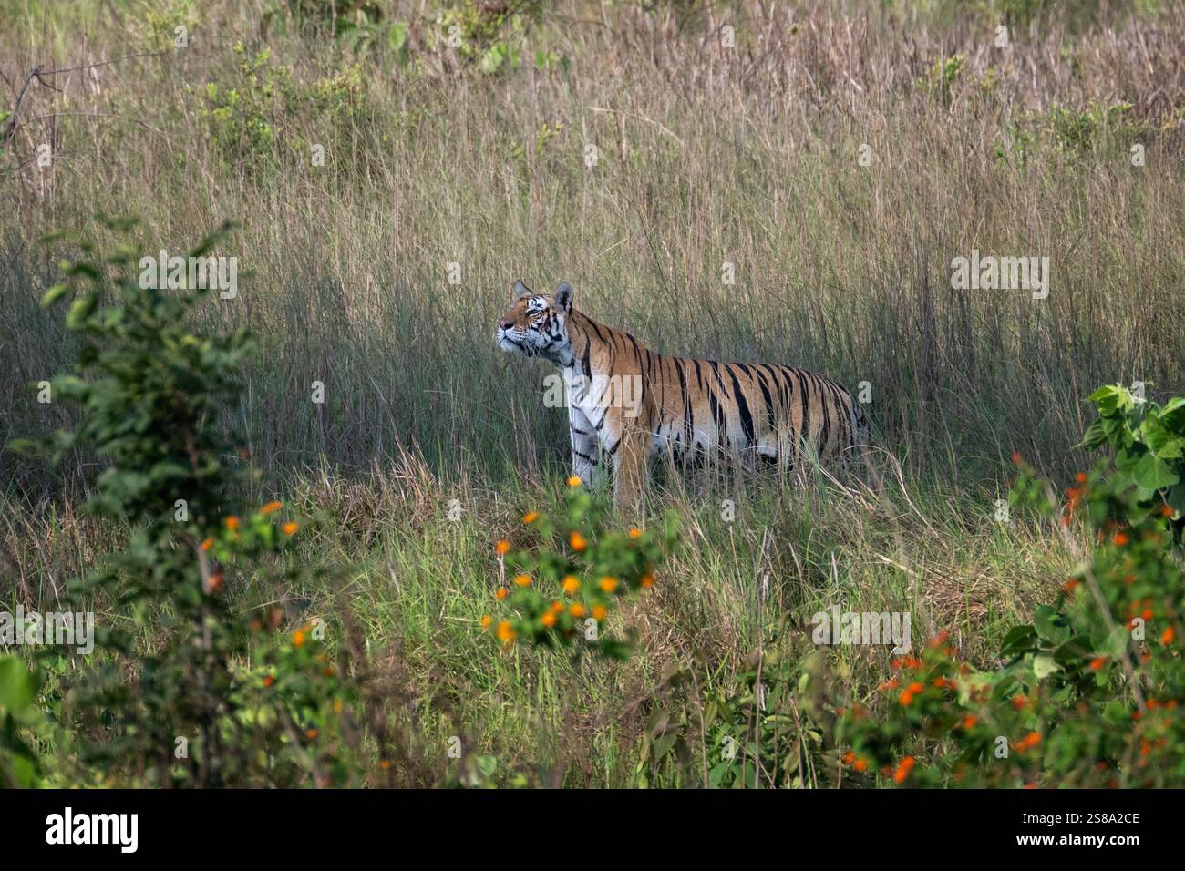 Large male Bengal tiger stretching and standing in the grass after a ...