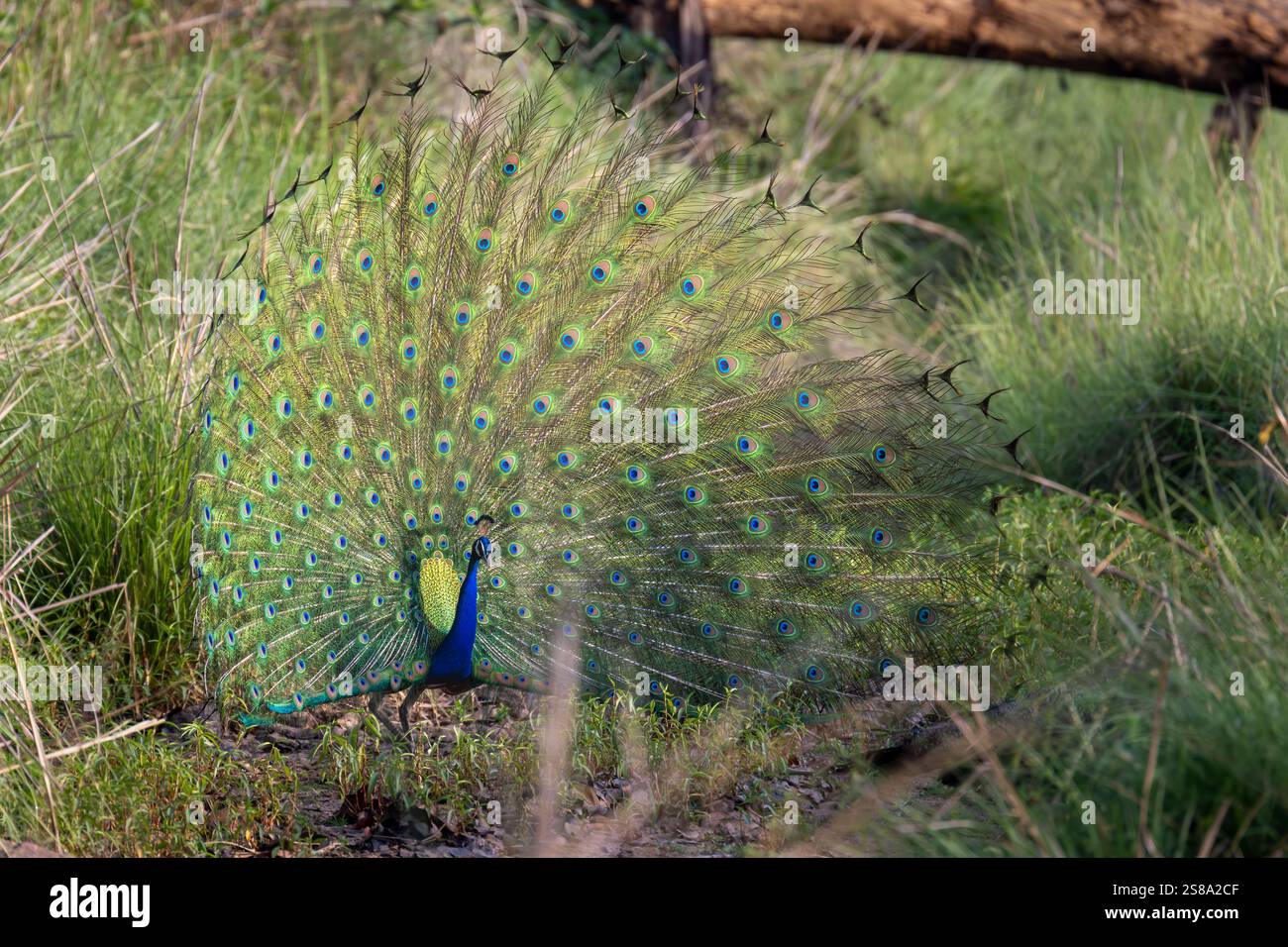 Peacock with his feathers full open on display in mating behavior ...