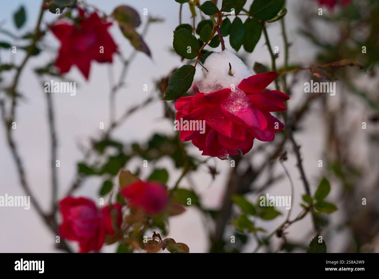Rose bushes stand in the snow on Tuesday, Jan. 21, 2025, in Houston ...