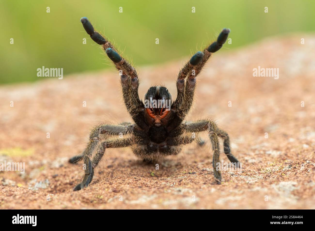 A Highveld Baboon Spider (Harpactira hamiltoni), also known as Hamilton ...