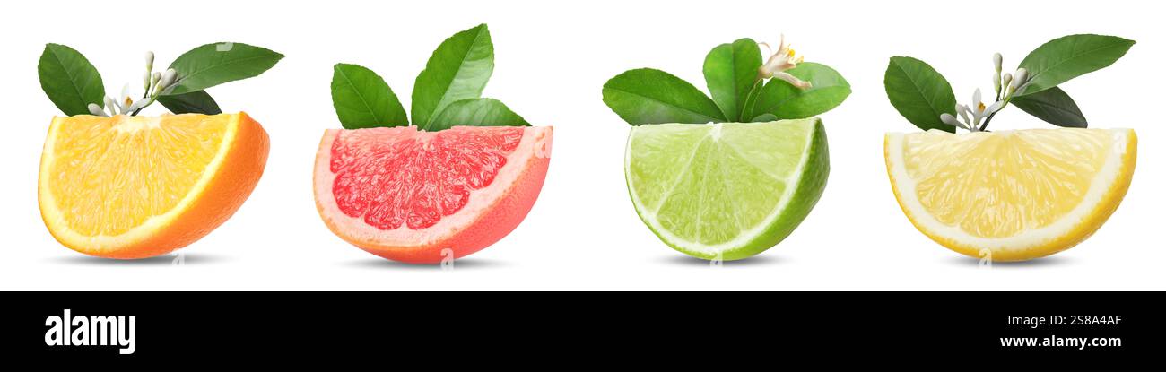Citrus fruits slices and plant branches isolated on white, set Stock Photo - Alamy