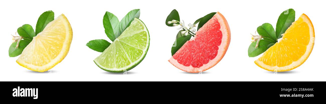 Citrus fruits slices and plant branches isolated on white, set Stock Photo - Alamy