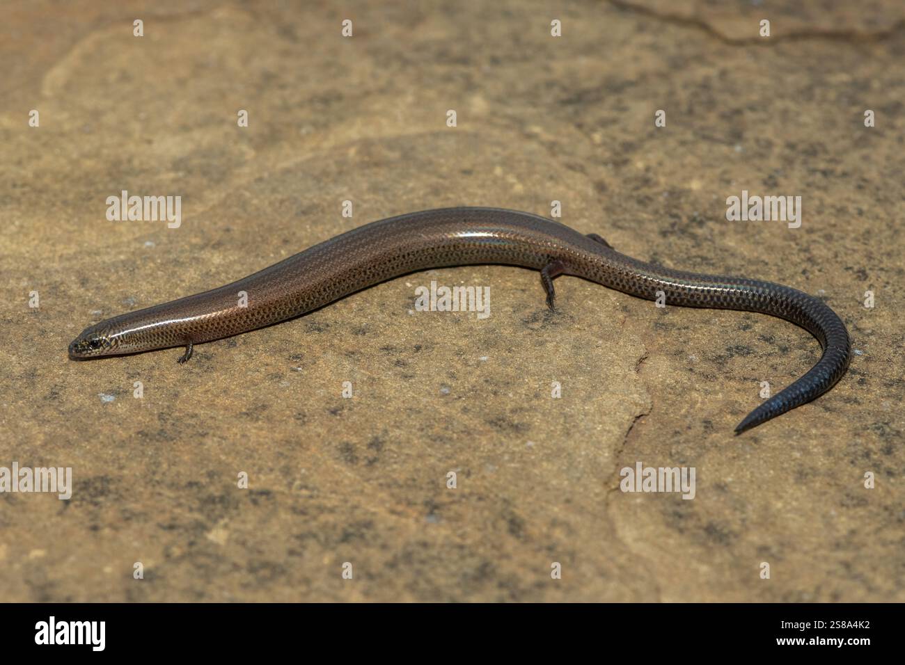 A cute montane dwarf burrowing skink (Scelotes mirus) in the wild, in ...
