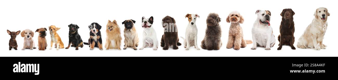 Row of different dogs from smallest to largest on white background ...