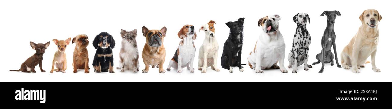 Row of different dogs from smallest to largest on white background ...