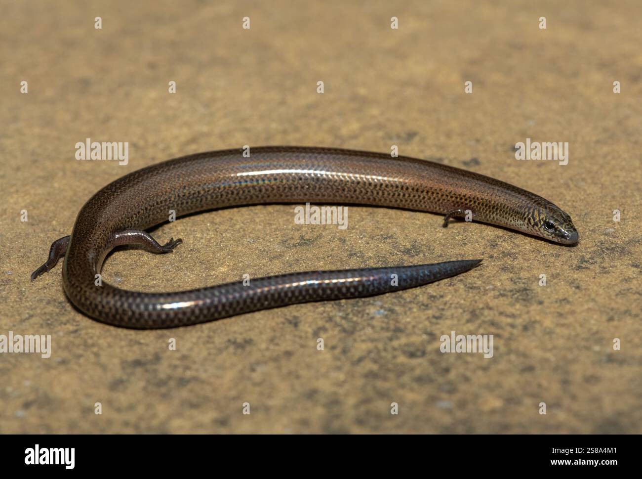 A cute montane dwarf burrowing skink (Scelotes mirus) in the wild, in ...