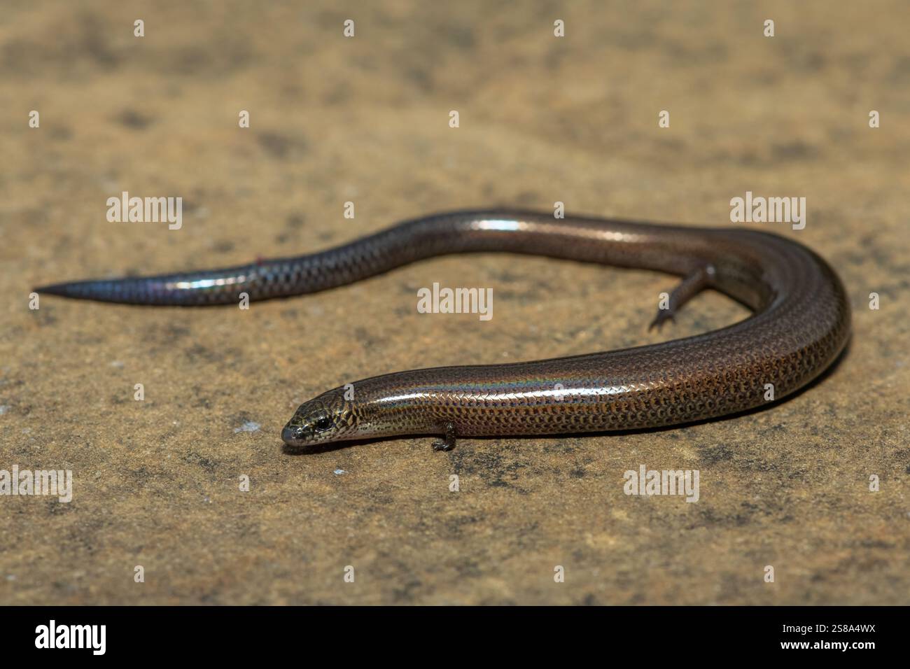 A cute montane dwarf burrowing skink (Scelotes mirus) in the wild, in ...