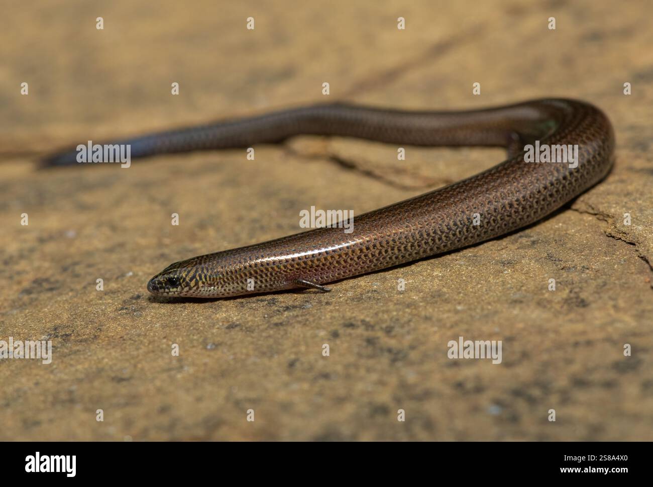 A cute montane dwarf burrowing skink (Scelotes mirus) in the wild, in ...