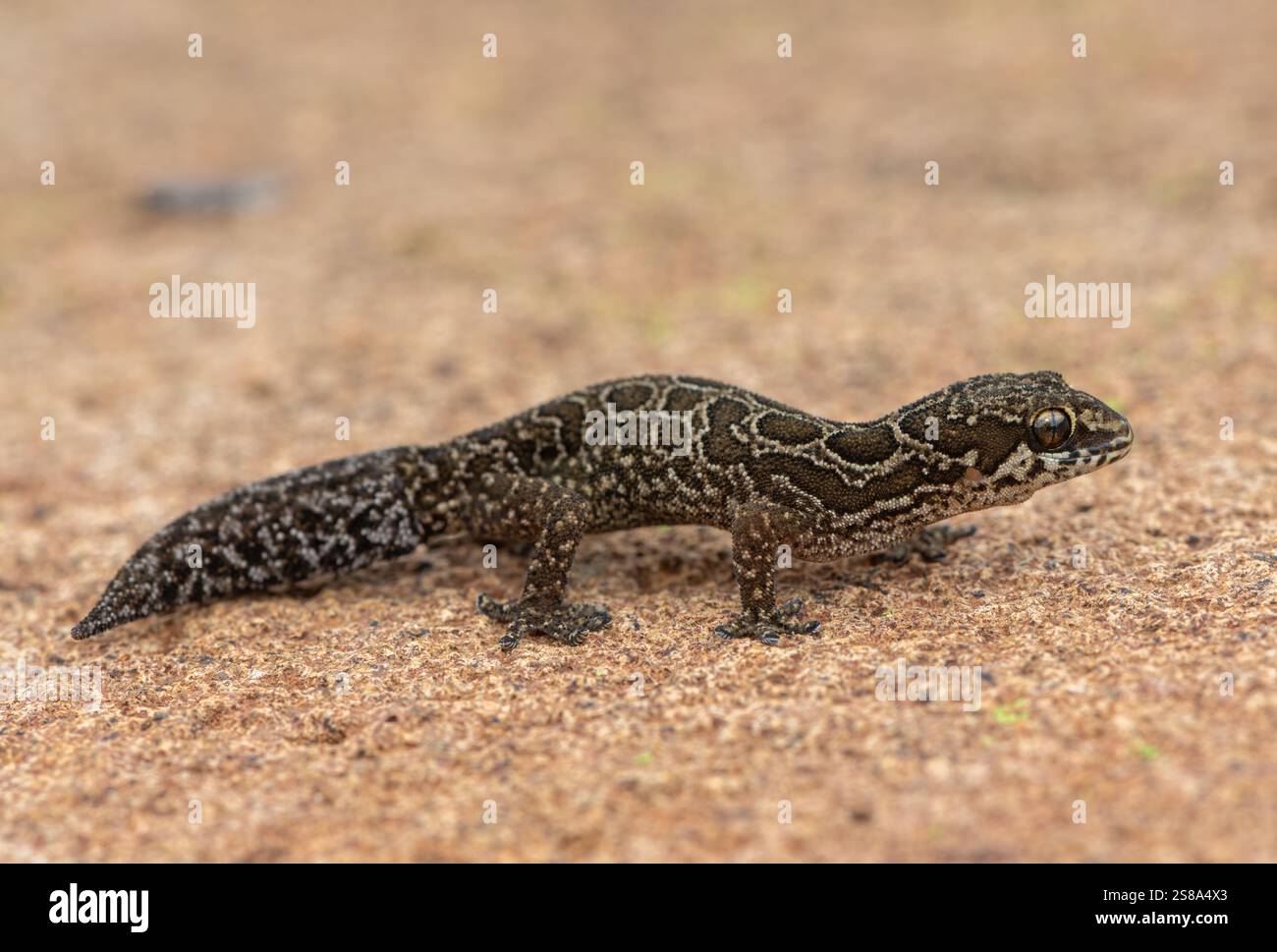 A cute Spotted Thick-toed Gecko (Pachydactylus maculatus) in the wild ...