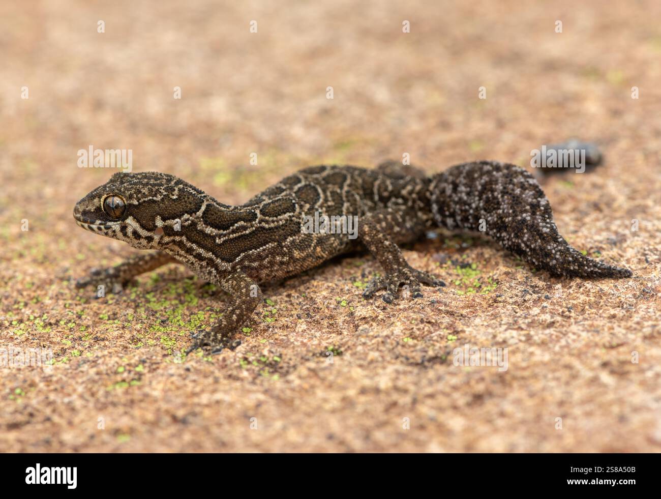 Pachydactylus maculatus hi-res stock photography and images - Alamy
