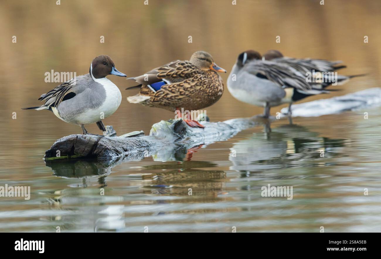 Northern pintail drakes hanging out with Mallard Hen, British Columbia, Canada Stock Photo - Alamy