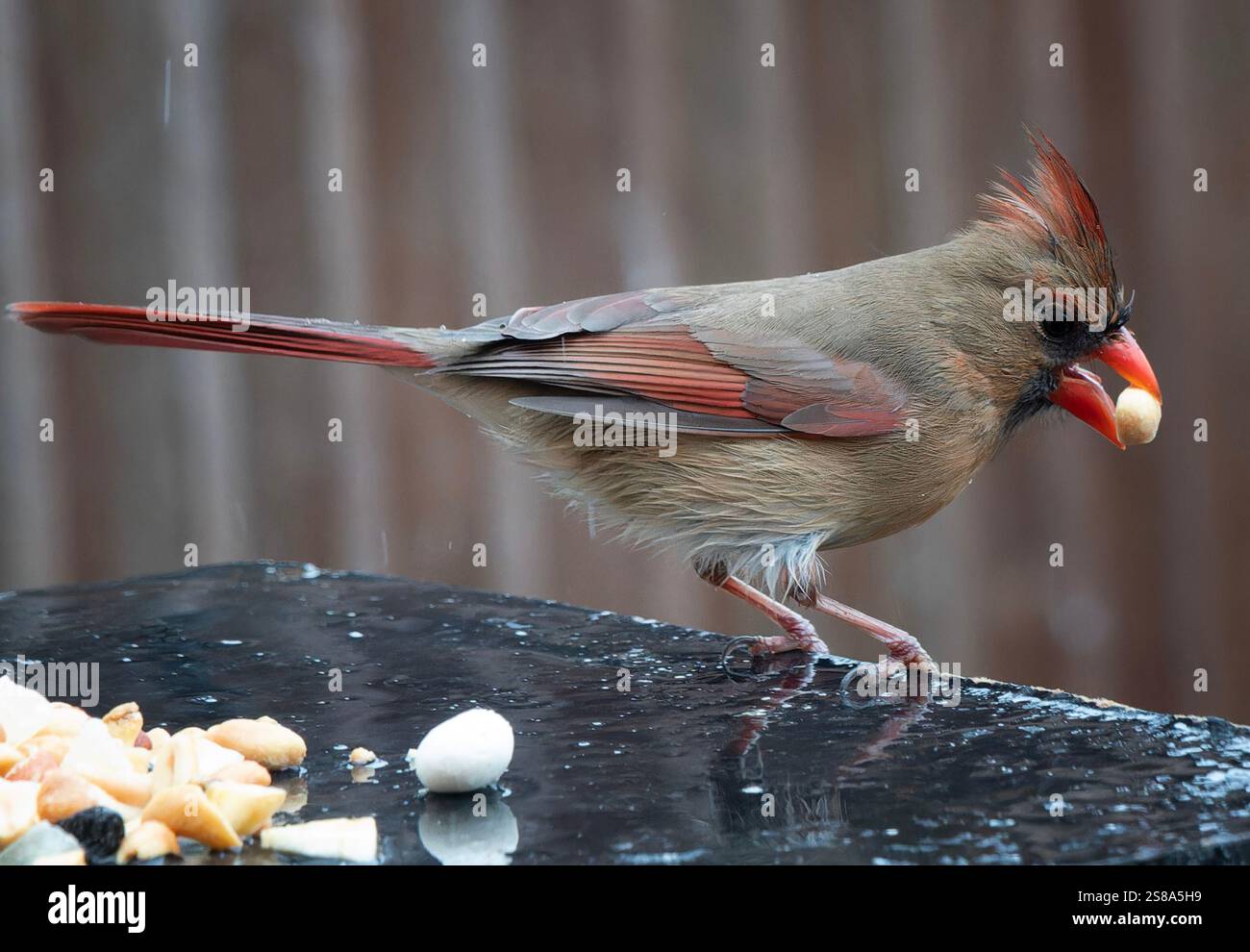 A Northern Cardinal feeds on the backyard deck Stock Photo - Alamy