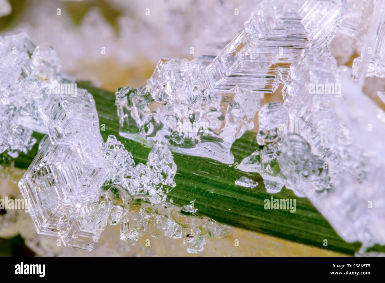 Grass and ice hi-res stock photography and images - Alamy