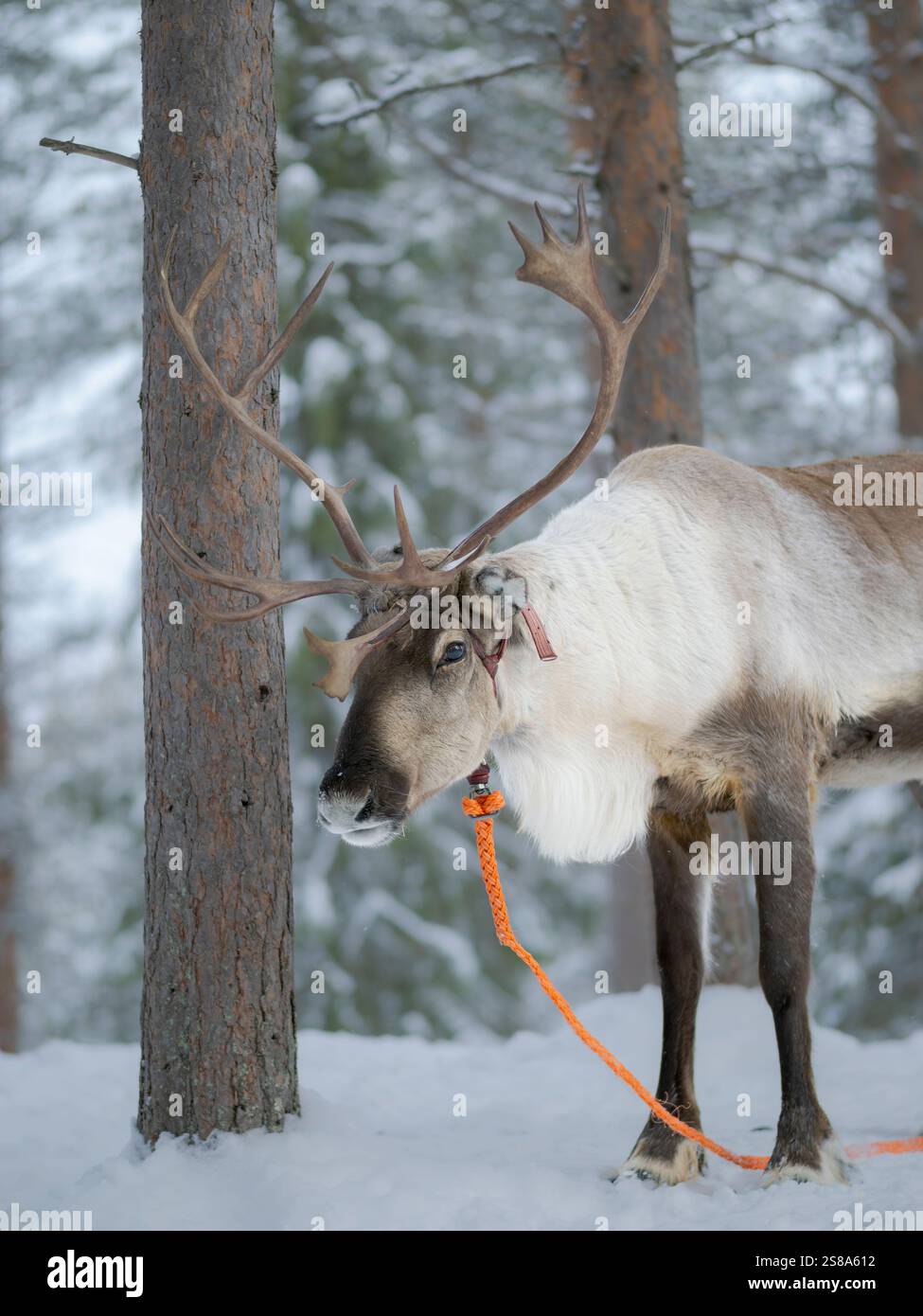 Reindeer in deep snow during the arctic winter. Reindeer Farm near Pyha ...