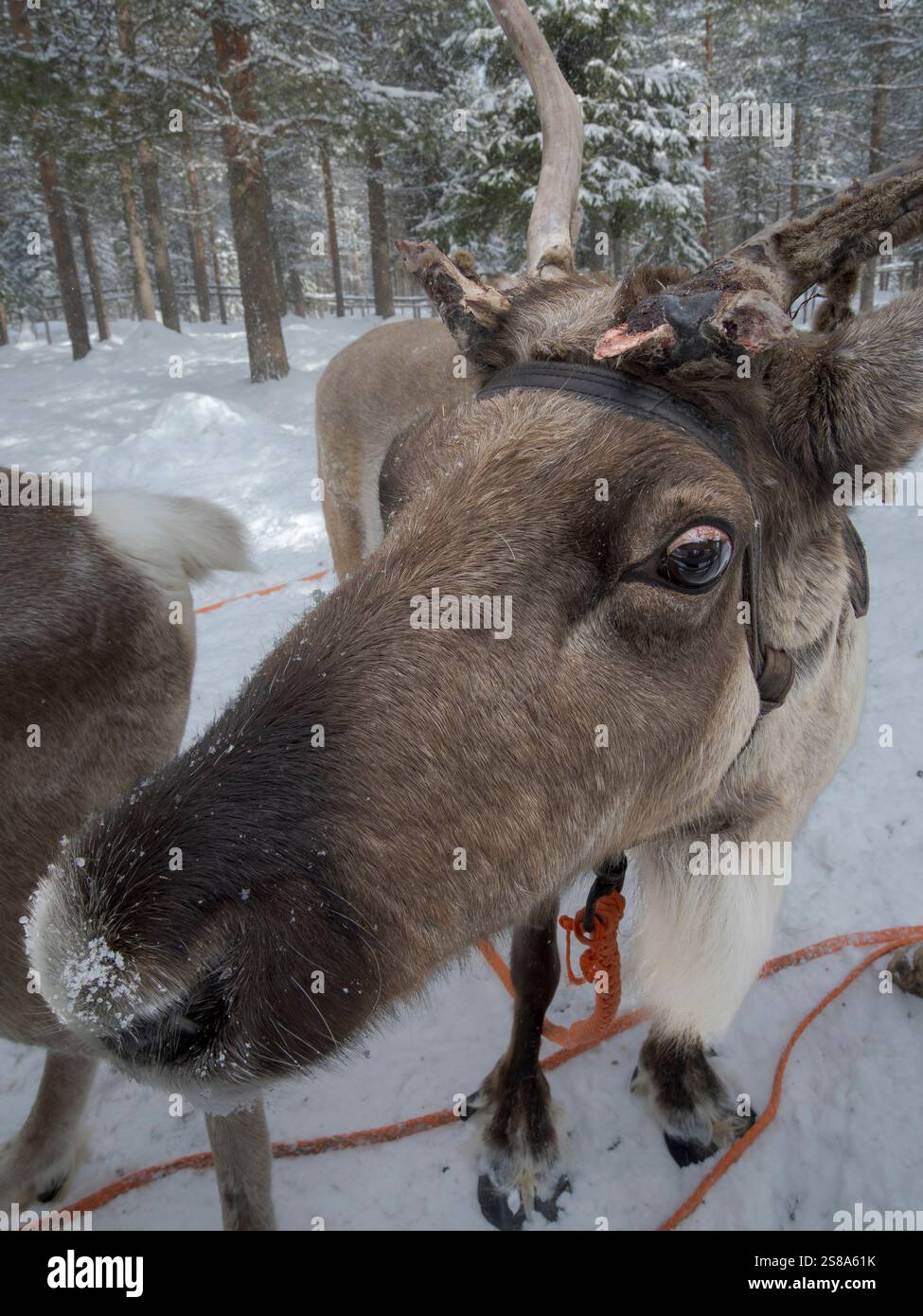 Reindeer in deep snow during the arctic winter. Reindeer Farm near Pyha ...